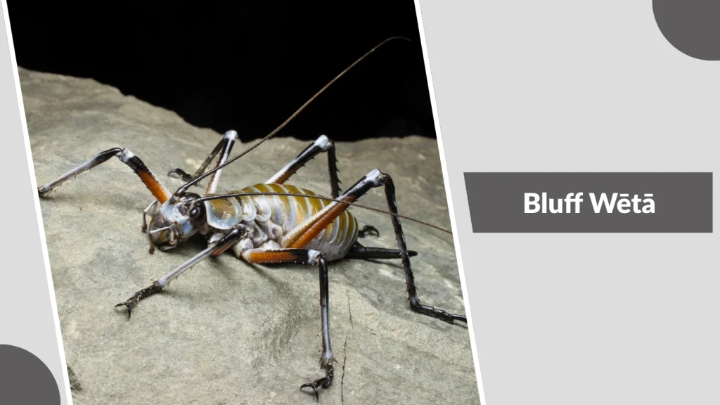 25 Types of wetas Insects: identification with Pictures
