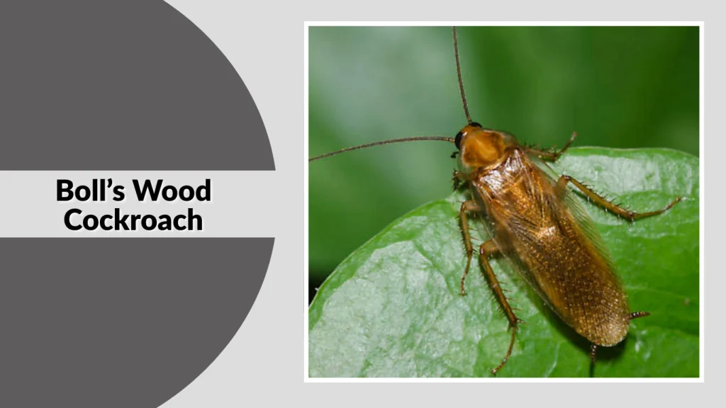 12 Types of Wood Cockroach: Identification With Pictures