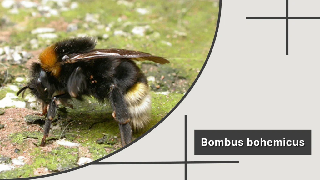 17 Types of Bumblebees (Bombus): Identification by Species