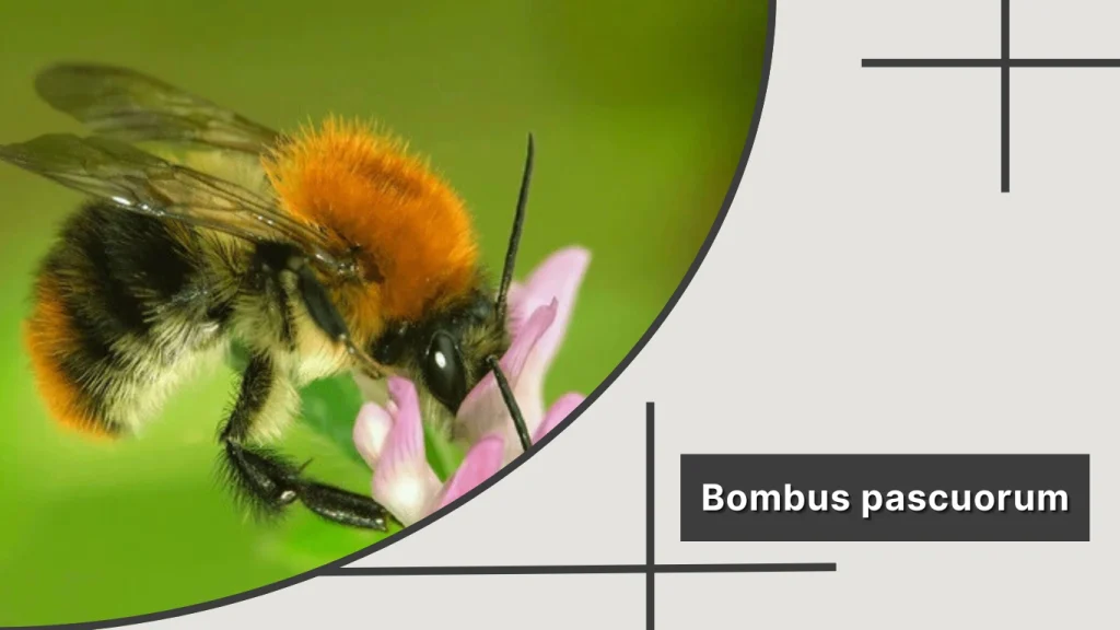 17 Types of Bumblebees (Bombus): Identification by Species