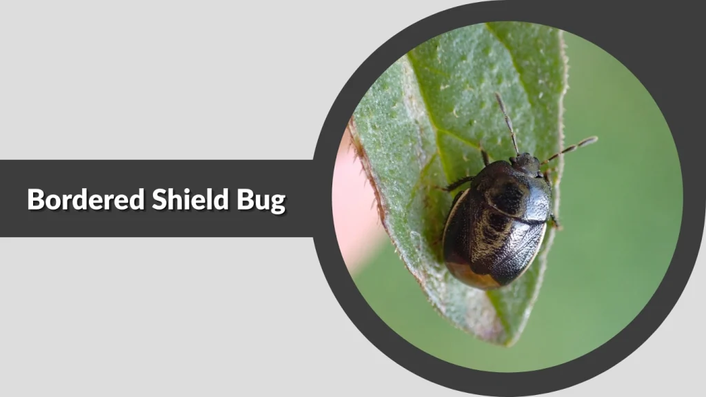 27 Types of Shield Bugs: Identification with Pictures