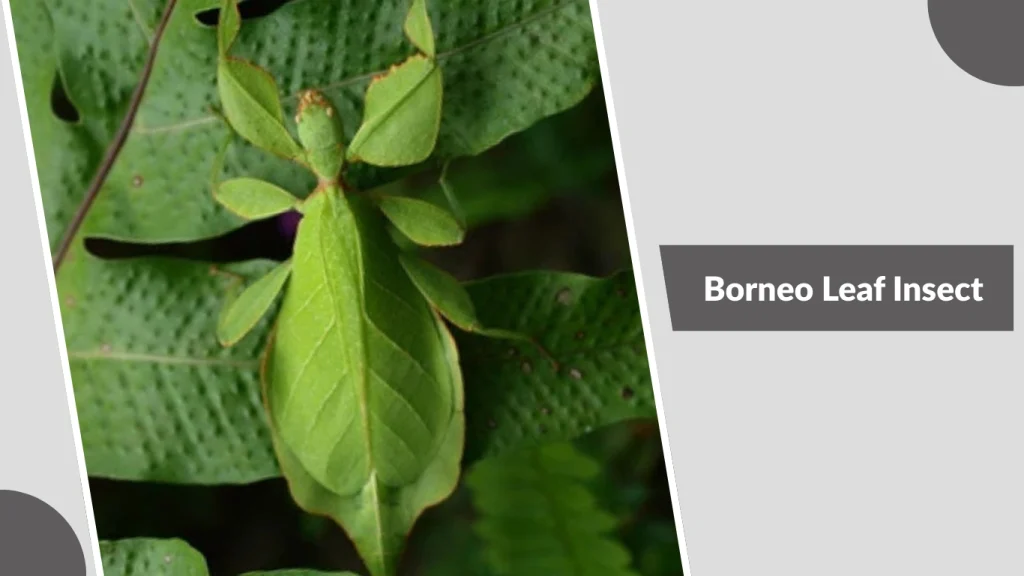 25 Types of Leaf Insects: Identification with Pictures