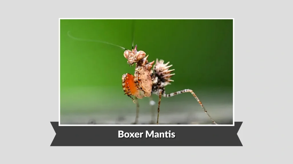 25 Types of praying mantises: Identification with Pictures