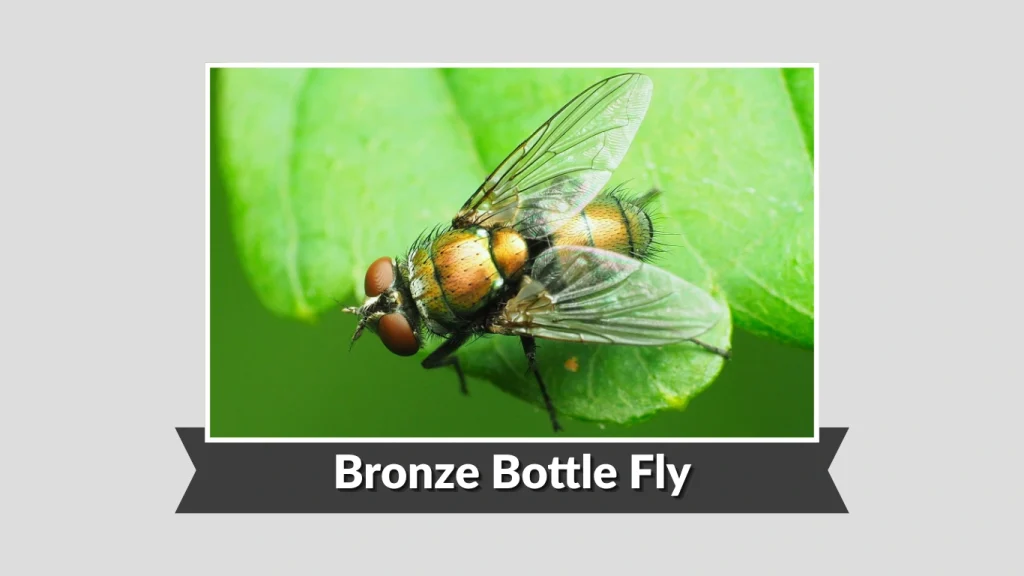 17 Types of Blow Flies: Identification with Pictures