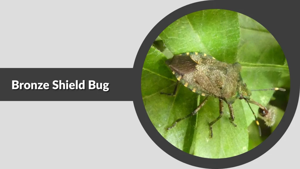 27 Types of Shield Bugs: Identification with Pictures