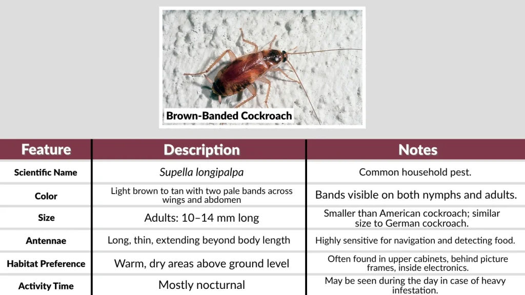 Brown-Banded Cockroach: Identification, Life Cycle, Size, Picture