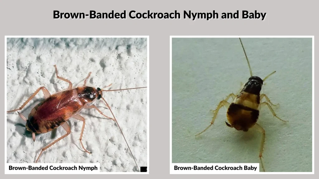 Brown-Banded Cockroach: Identification, Life Cycle, Size, Picture