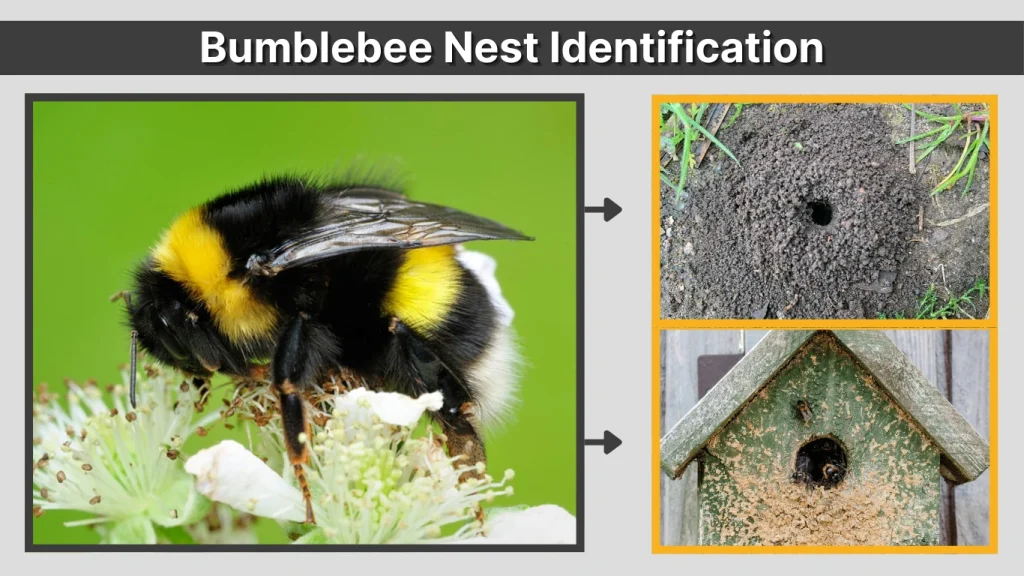 Bumble Bees Nest: Identification, Removal, and More