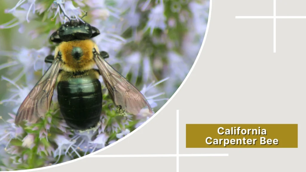 7 Types of Carpenter Bees: Identification With Pictures