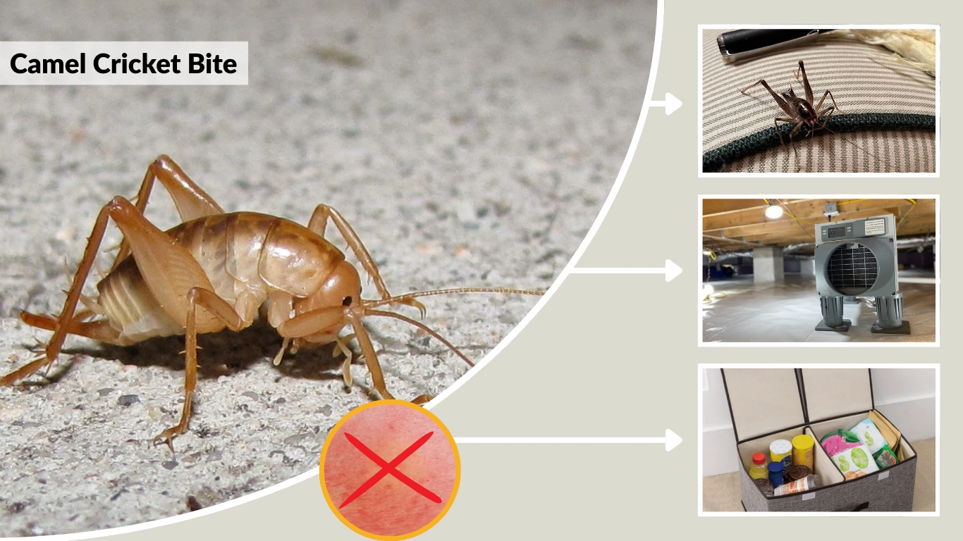 Camel Cricket Bite: Sign, Risk, Reaction and Treatment