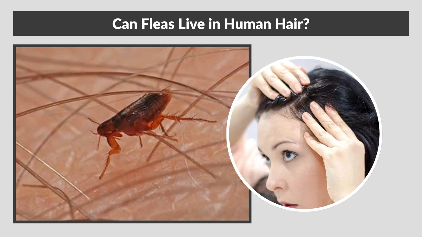 Can Fleas Live in Human Hair? (Complete Guide)