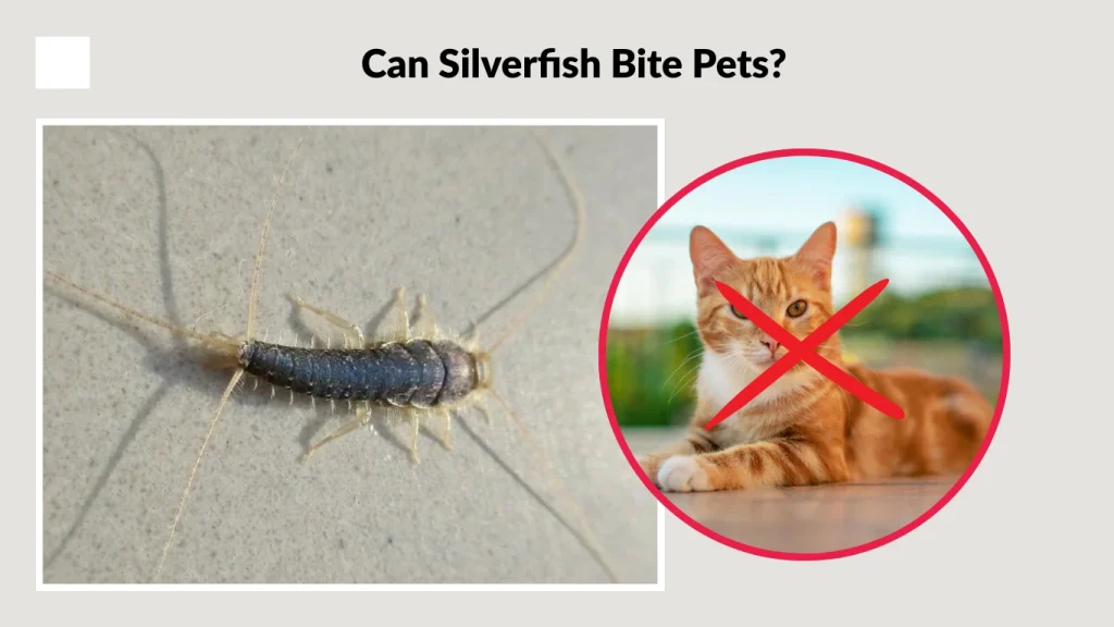 Silverfish Bite: Symptoms, Identification, and Treatment
