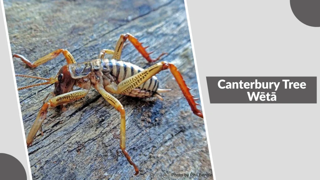 25 Types of wetas Insects: identification with Pictures