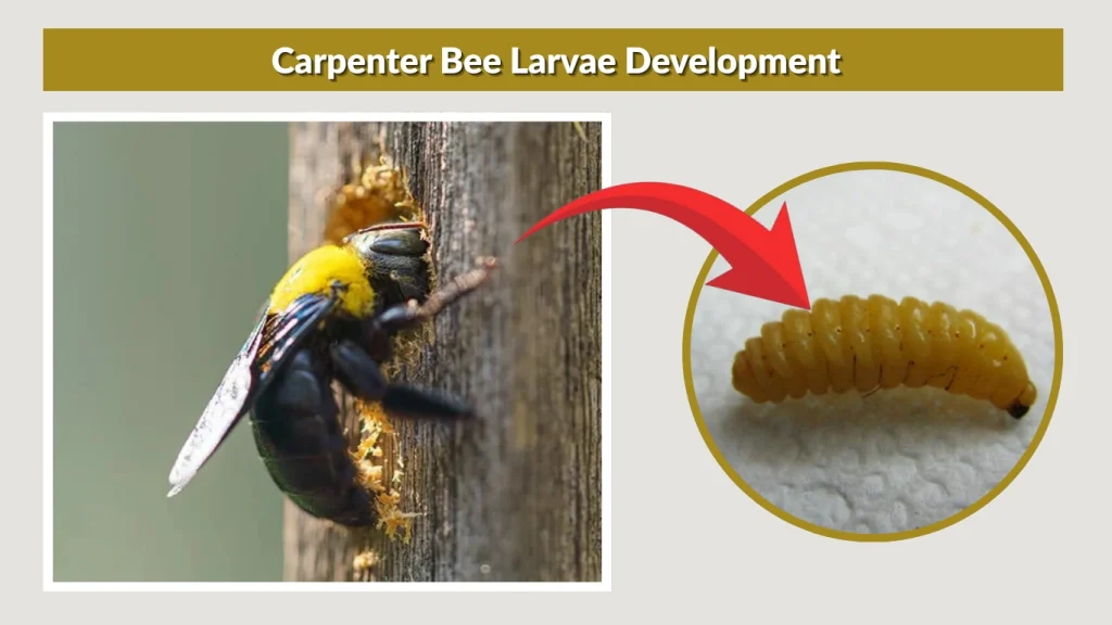 Carpenter Bee Eggs: Identification, Development, and More