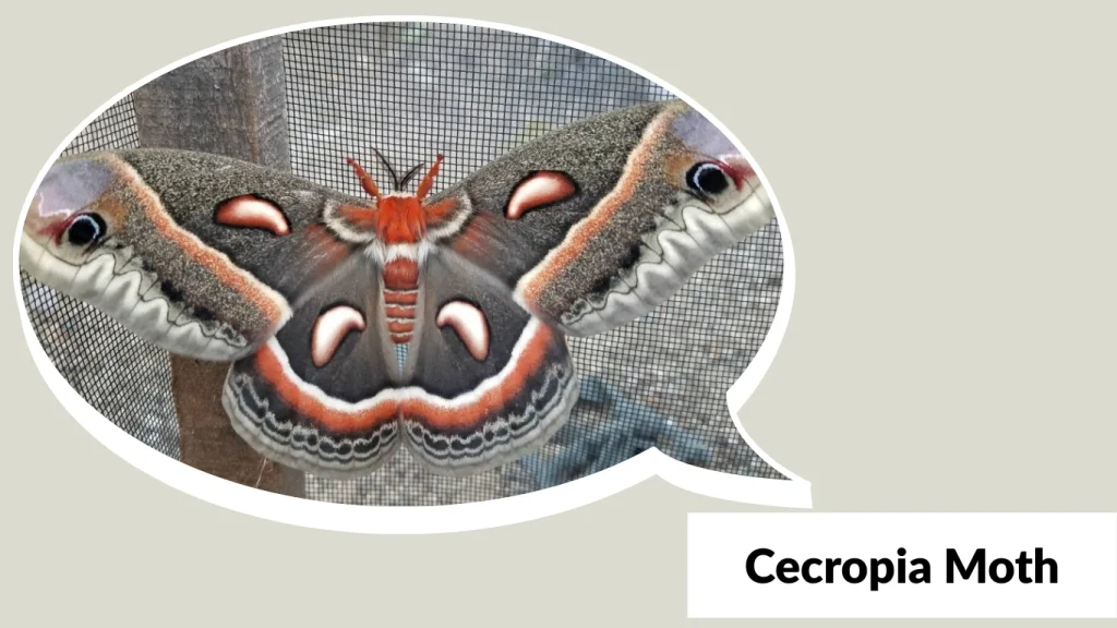 15 Types of Silk Moths: Identification With Pictures