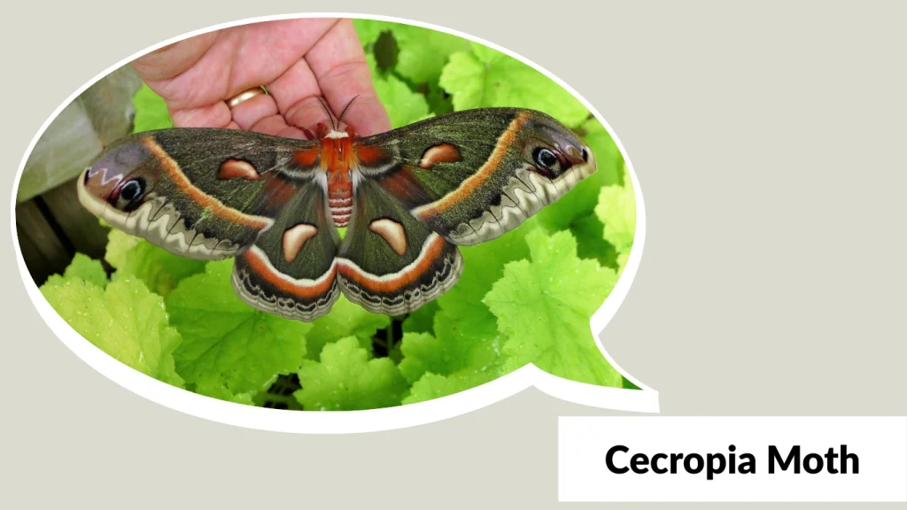 15 Types of Silk Moths: Identification With Pictures