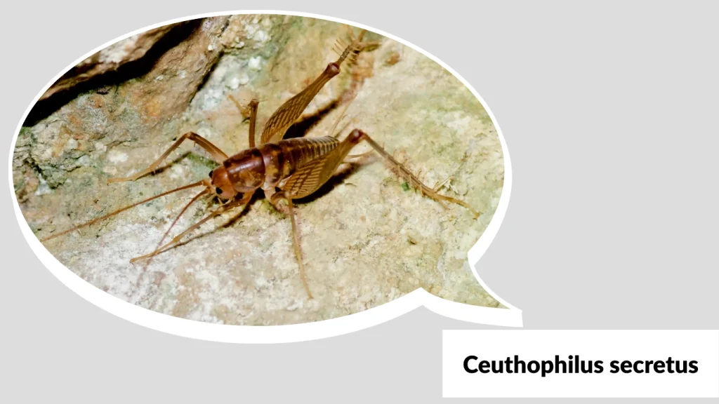 15 Types of Camel Cricket: Identification with Pictures