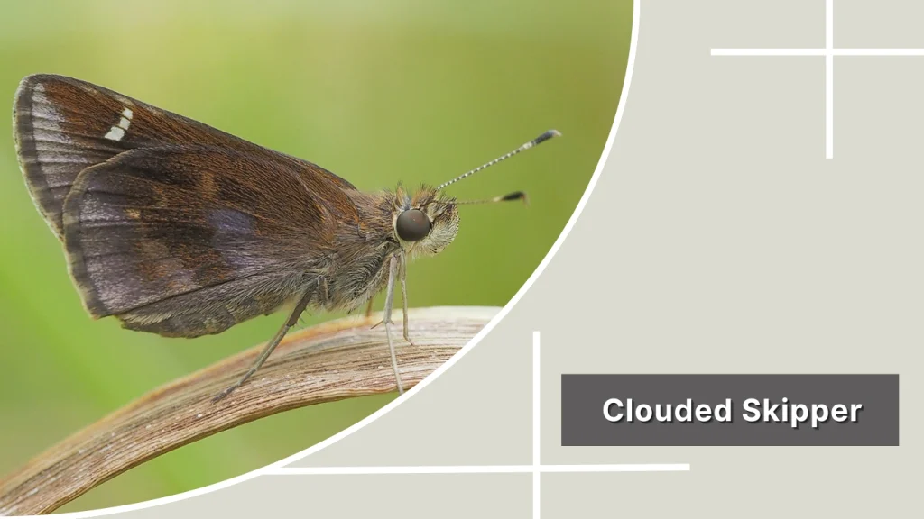 17 Types of Skippers (Hesperiidae): Identification with Pictures