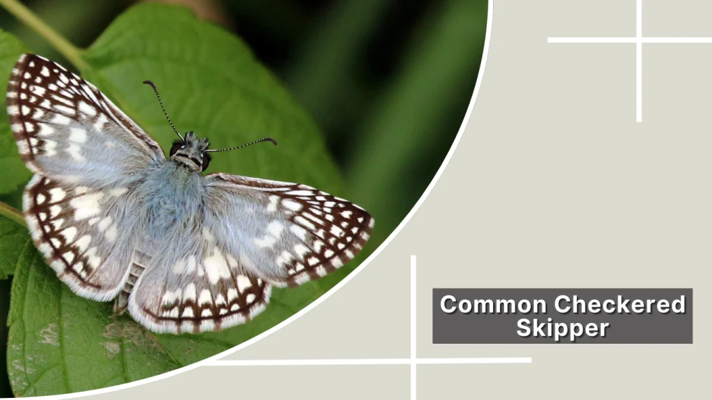 17 Types of Skippers (Hesperiidae): Identification with Pictures