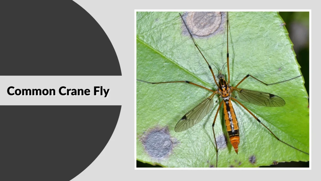 23 Types of Crane Flies (Tipulidae): species identification