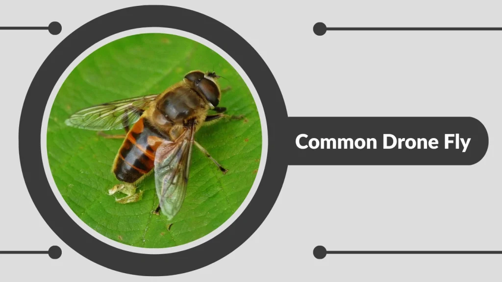 25 Types of Hoverflies (Syrphidae): Species identification