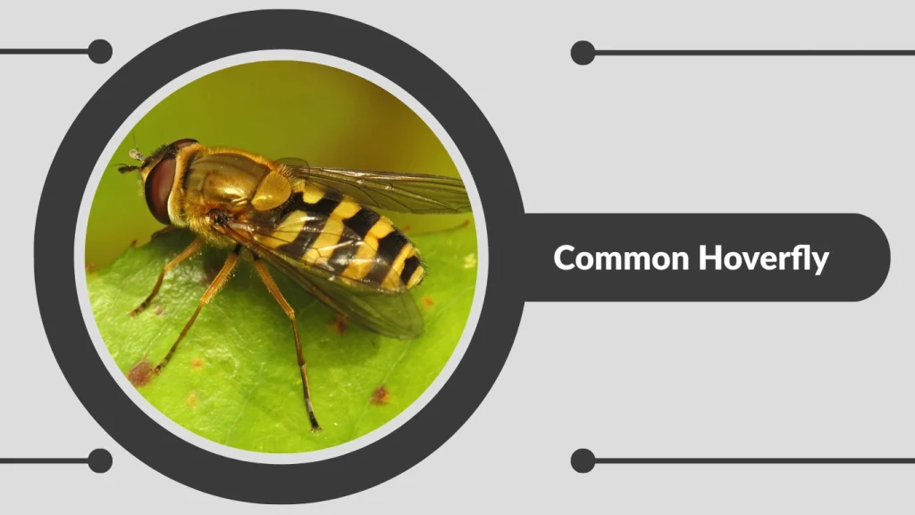 25 Types of Hoverflies (Syrphidae): Species identification