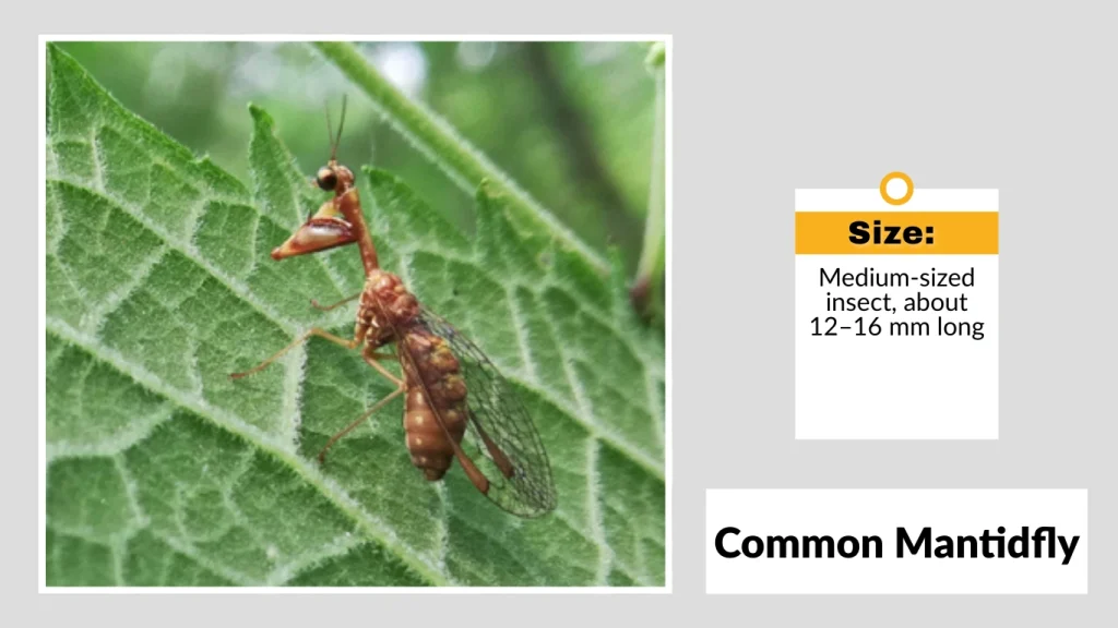 27 Types of Mantidflies: Identification With Pictures