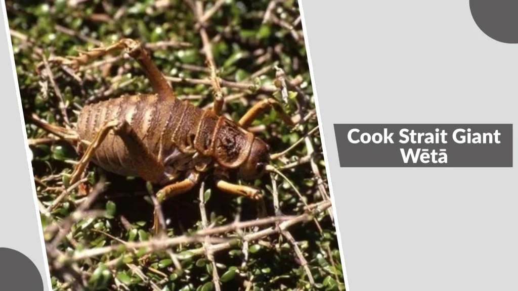 25 Types of wetas Insects: identification with Pictures