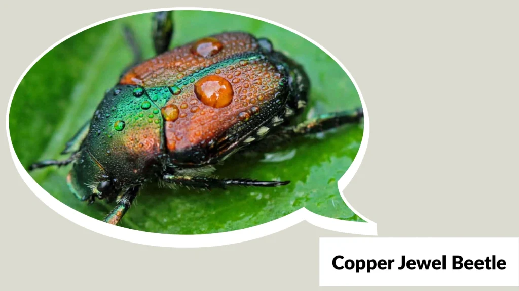 14 Types of Jewel Beetle: Identification With Pictures