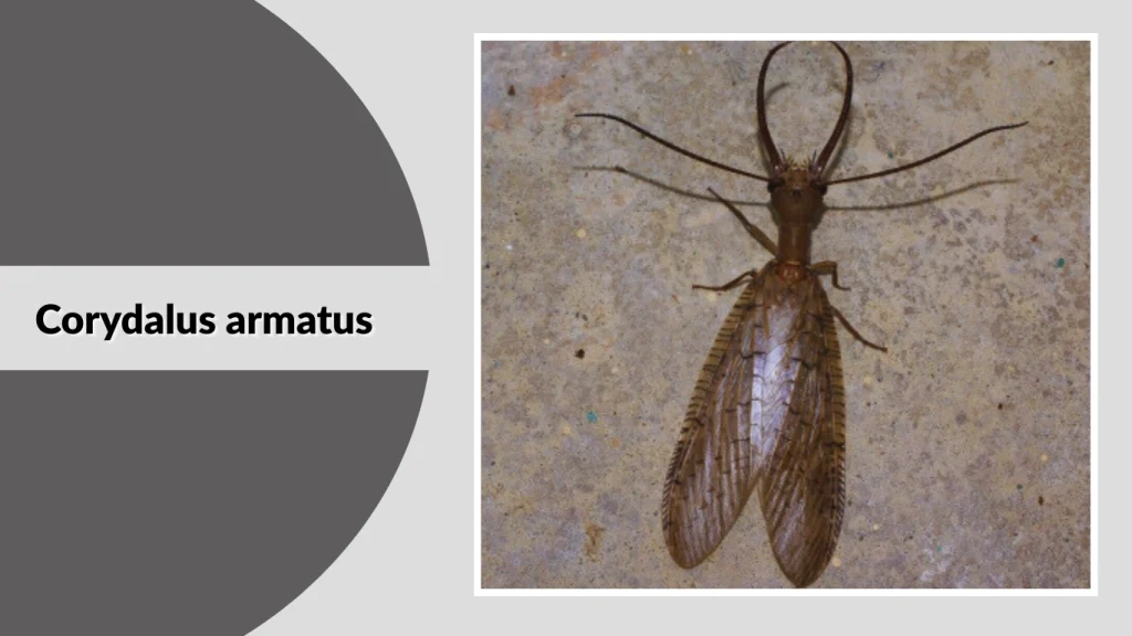 25 Types of Dobsonflies: Identification with Pictures