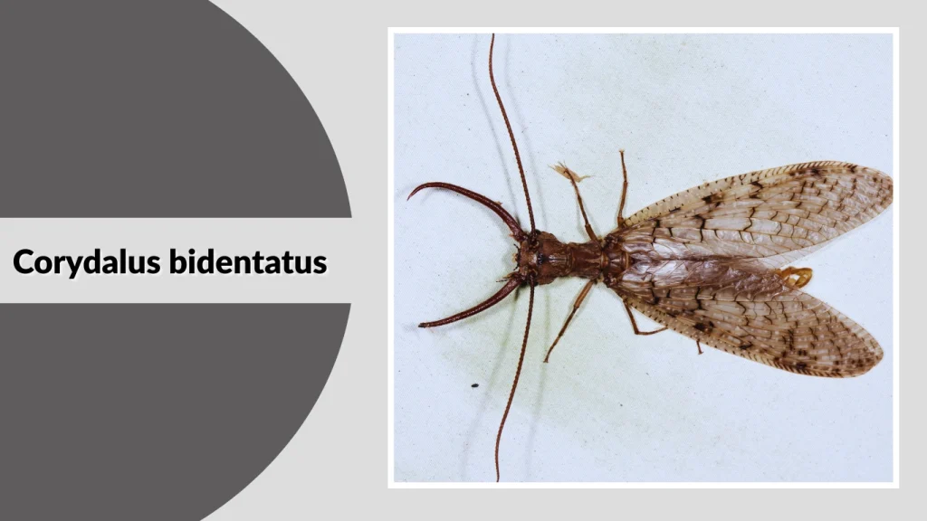 25 Types of Dobsonflies: Identification with Pictures