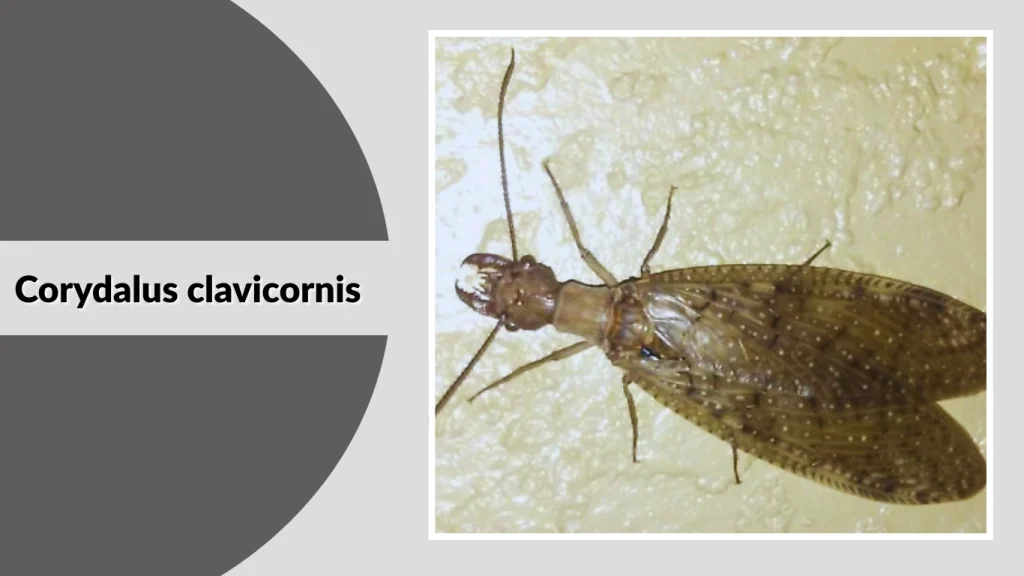 25 Types of Dobsonflies: Identification with Pictures