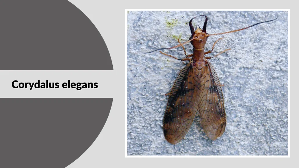 25 Types of Dobsonflies: Identification with Pictures
