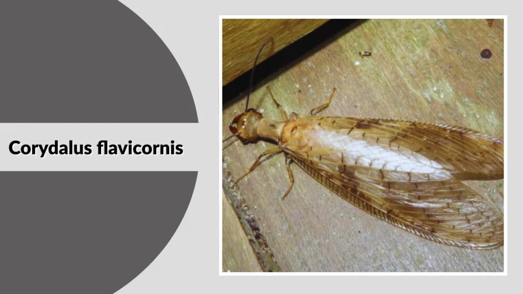25 Types of Dobsonflies: Identification with Pictures