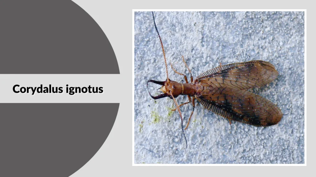 25 Types of Dobsonflies: Identification with Pictures