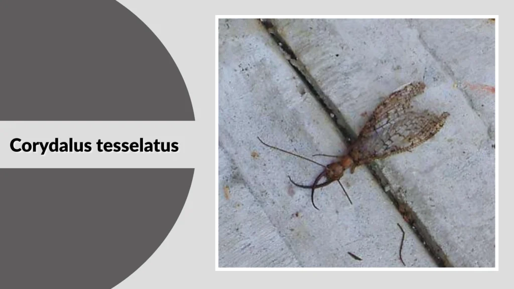 25 Types of Dobsonflies: Identification with Pictures