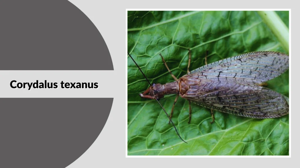 25 Types of Dobsonflies: Identification with Pictures