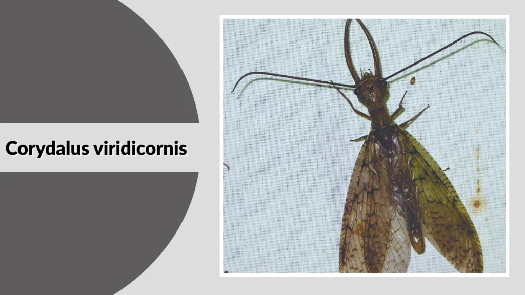 25 Types of Dobsonflies: Identification with Pictures