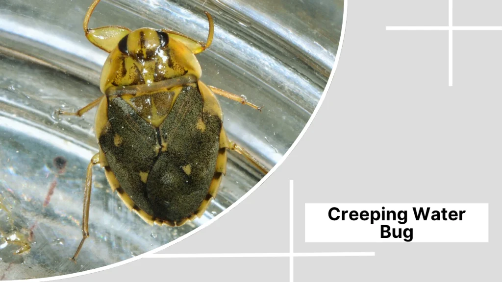 25 Common Types of Water Bugs: Identification With Pictures