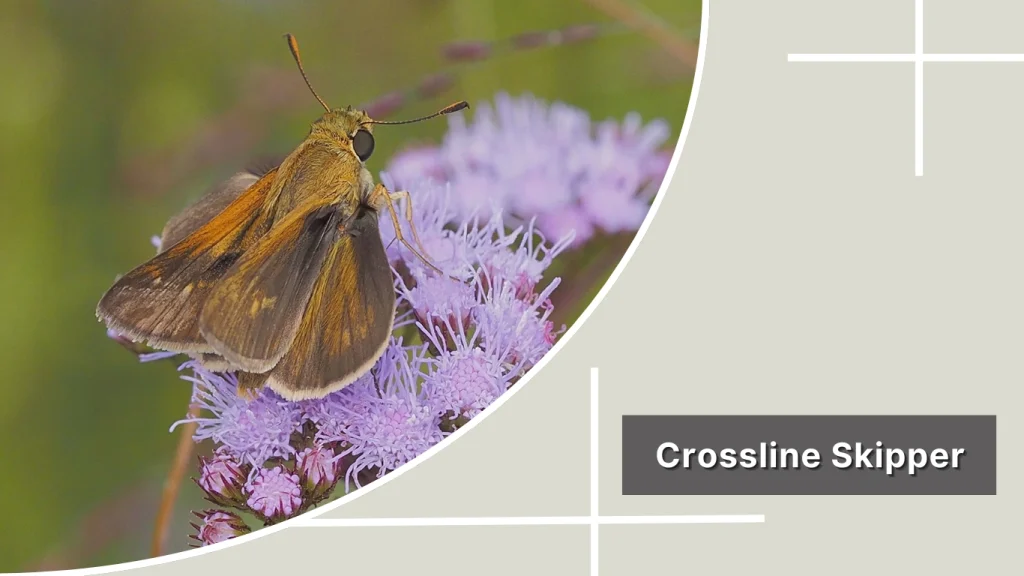 17 Types of Skippers (Hesperiidae): Identification with Pictures