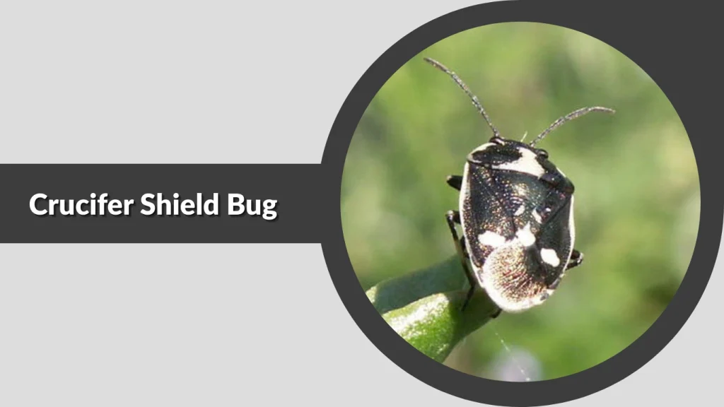 27 Types of Shield Bugs: Identification with Pictures