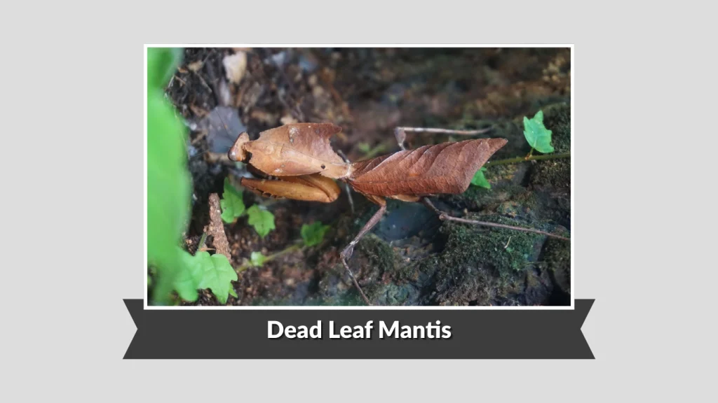 25 Types of praying mantises: Identification with Pictures