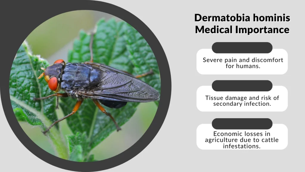 Dermatobia hominis: Identification, Behavior, and Removal