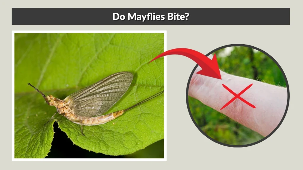 Do Mayflies Bite? Everything You Need to Know