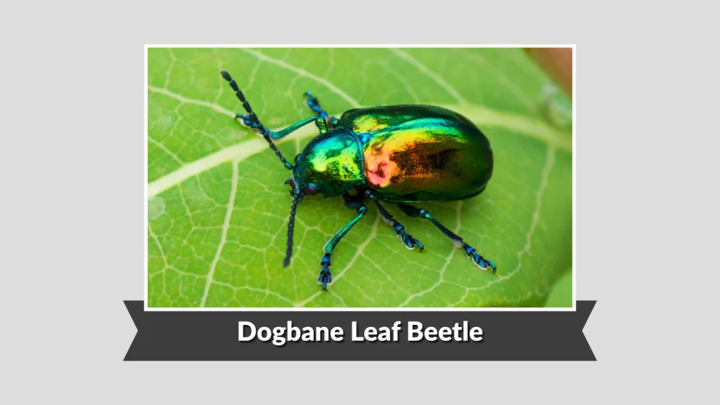 15 Types of Green Beetles: Identification with Pictures