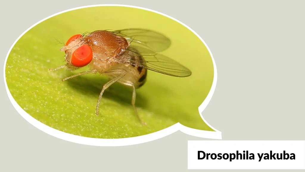 25 Types of Fruit Flies: Identification With Pictures