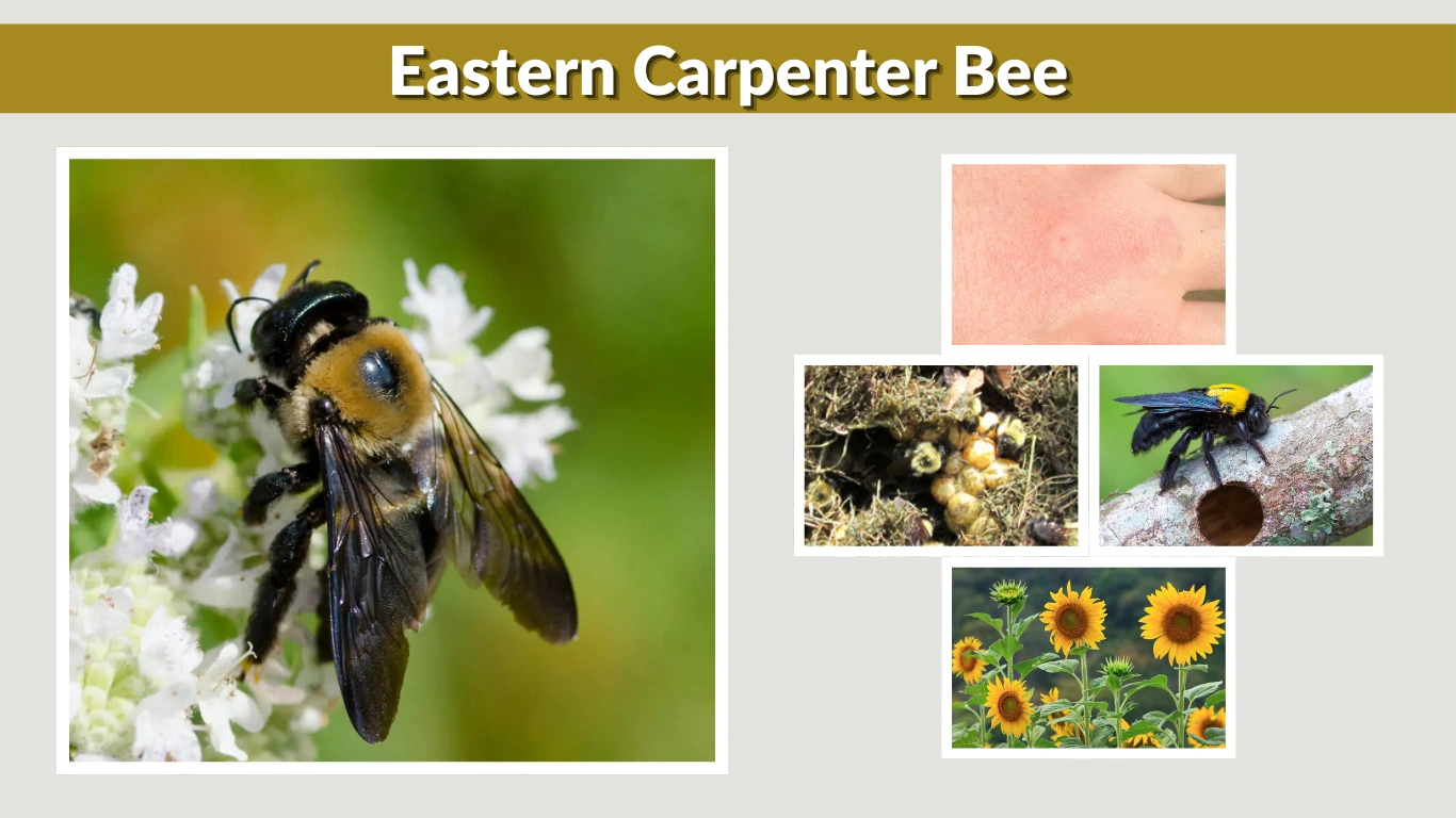 Eastern Carpenter Bee: Identification, Sting, Diet, Life Cycle