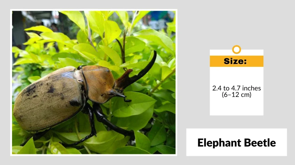 25 Biggest Bug in the World: Identification with Pictures