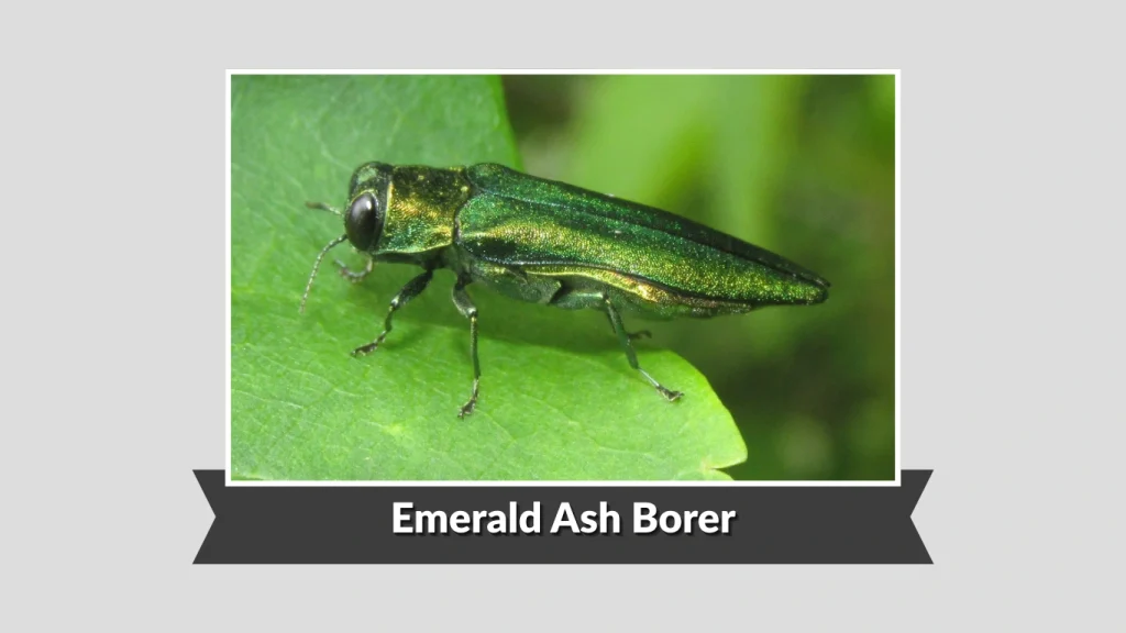 15 Types of Green Beetles: Identification with Pictures