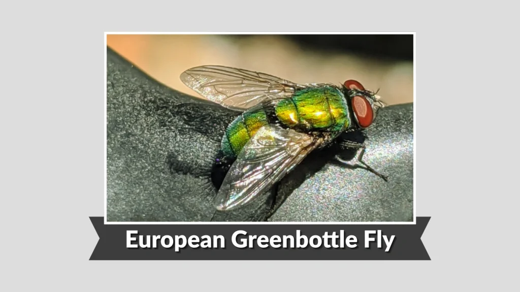 17 Types of Blow Flies: Identification with Pictures